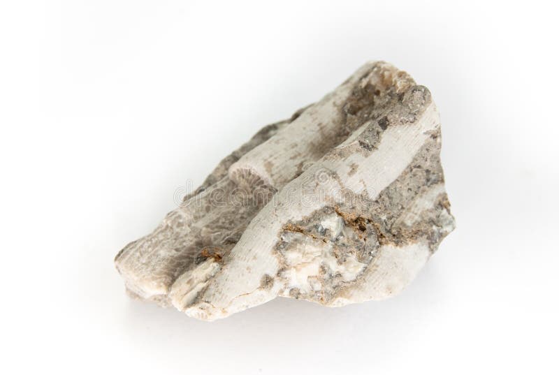 Coral - lithostrotion stock photo. Image of stone, fossil - 15728484