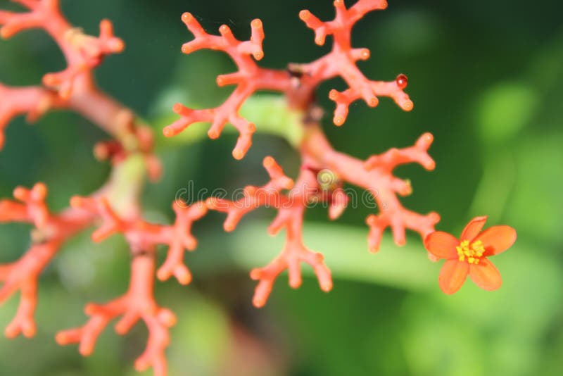 Coral Looking Plant with Small Flower Stock Photo - Image of blossom ...