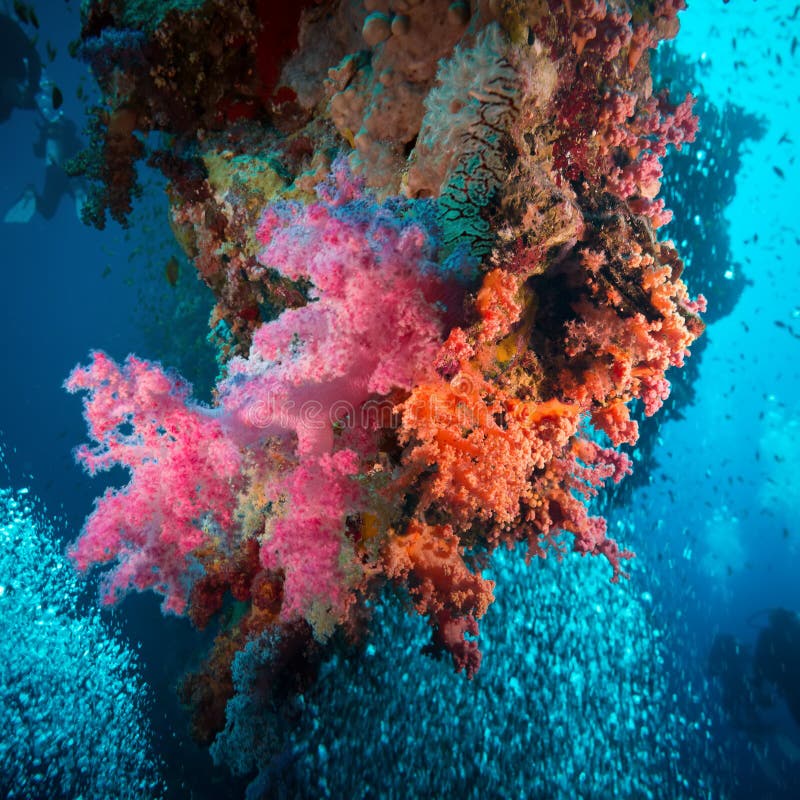 Coral Macio Cor-de-rosa Vibrante (hemprichi De Dendronephthya) Foto de ...