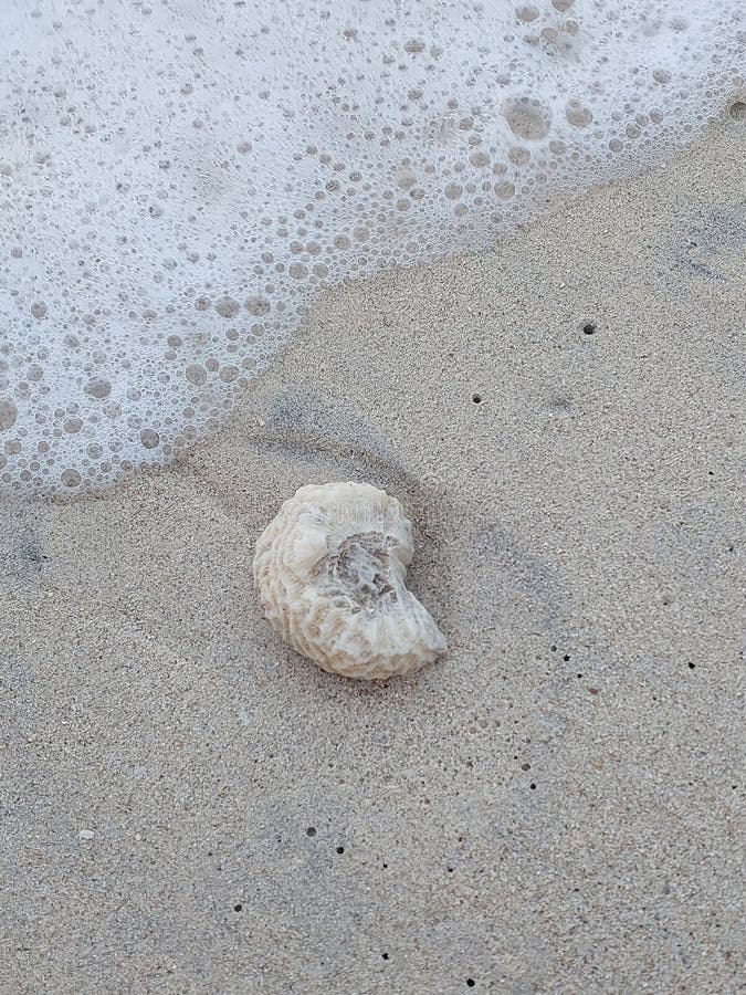 Coral in the Middle of the Sand Beach of Bandengan, Jepara, Central ...