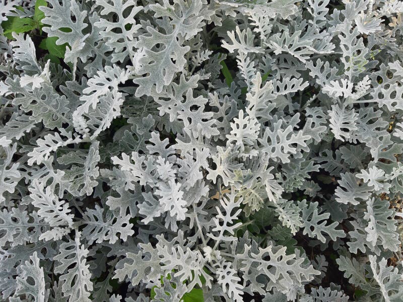 Coral Moss in Gray for a Nice Background. Stock Image - Image of nature ...