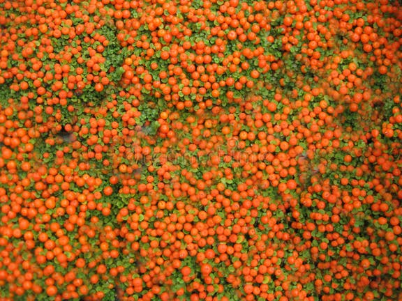 Coral moss plant stock image. Image of natural, central - 15328313