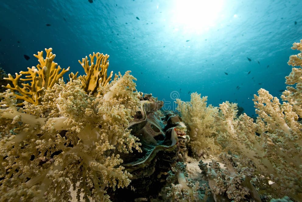 Coral, ocean and fish stock photo. Image of saltwater - 7200824