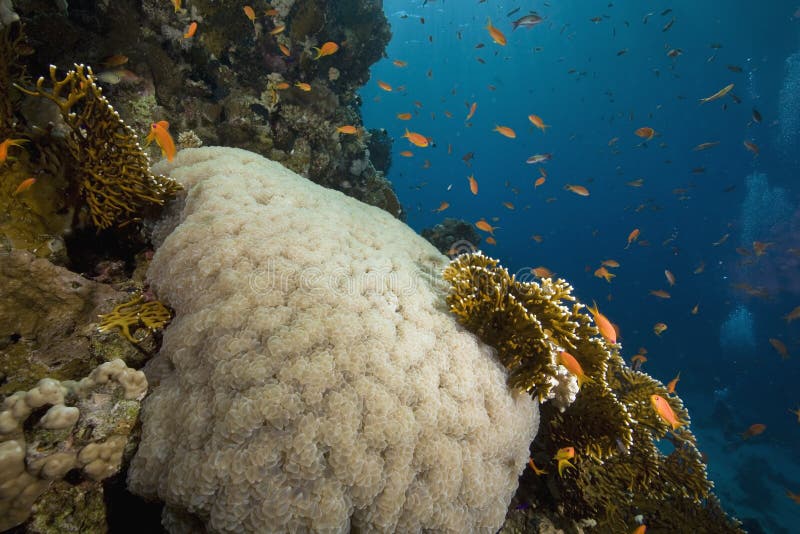 Coral, ocean and fish stock photo. Image of hardcoral - 7242712