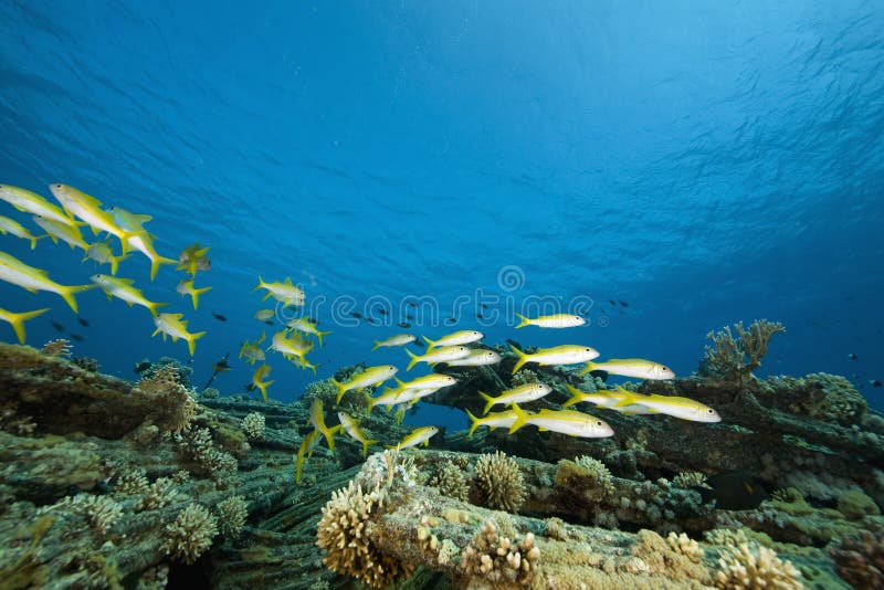 Coral, ocean and fish stock photo. Image of sunray, colorful - 7264142