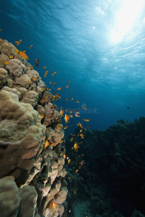Coral, ocean and fish stock photo. Image of nature, fish - 7264746