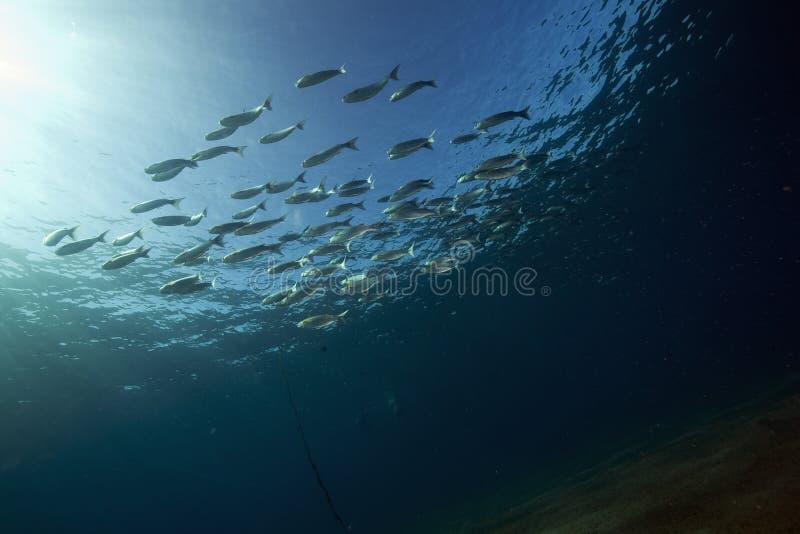 Coral, ocean and fish stock photo. Image of hardcoral - 7356332
