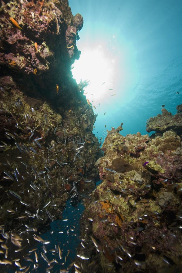 Coral, ocean and fish stock photo. Image of places, saltwater - 7358470