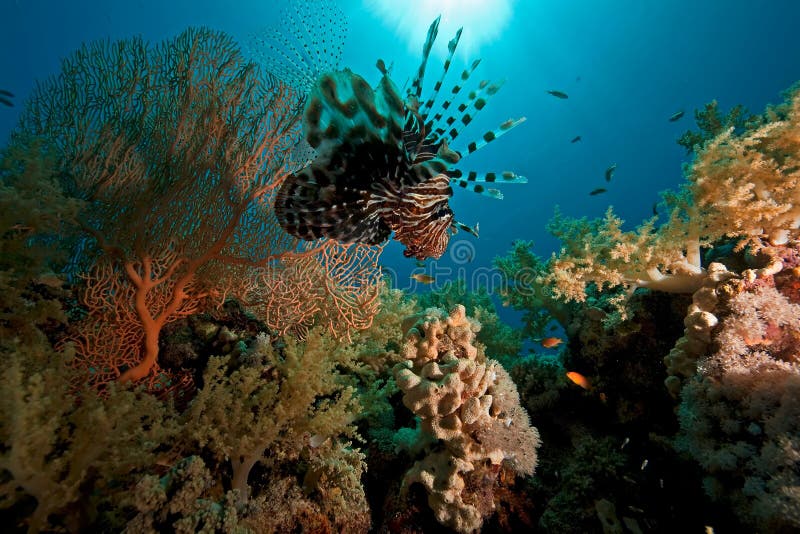 Coral, ocean and fish stock image. Image of fish, water - 8531359