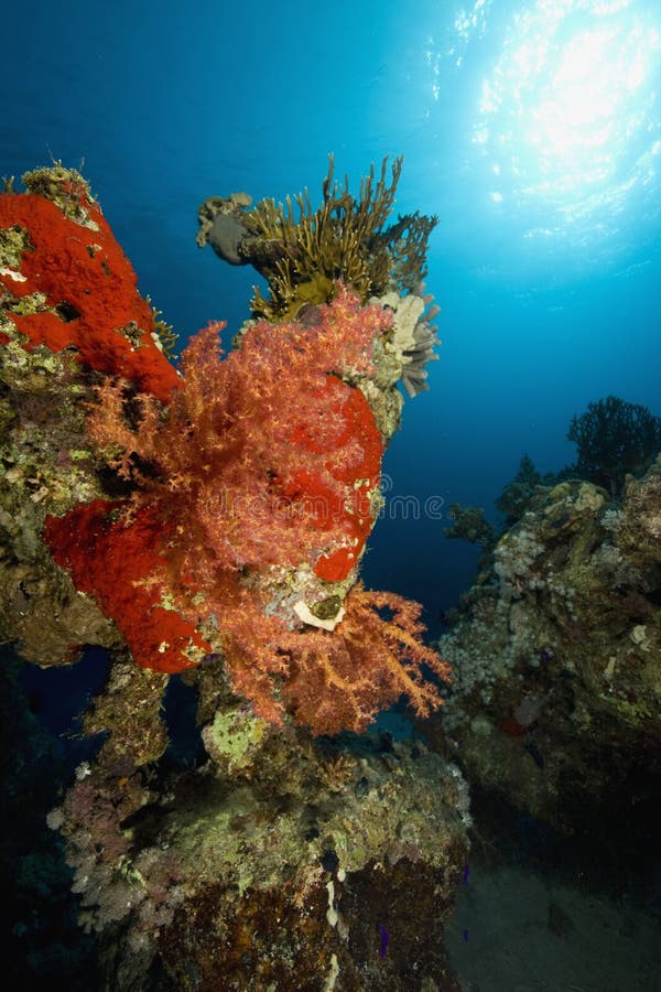 Coral, ocean, sun and fish stock photo. Image of underwater - 7244148