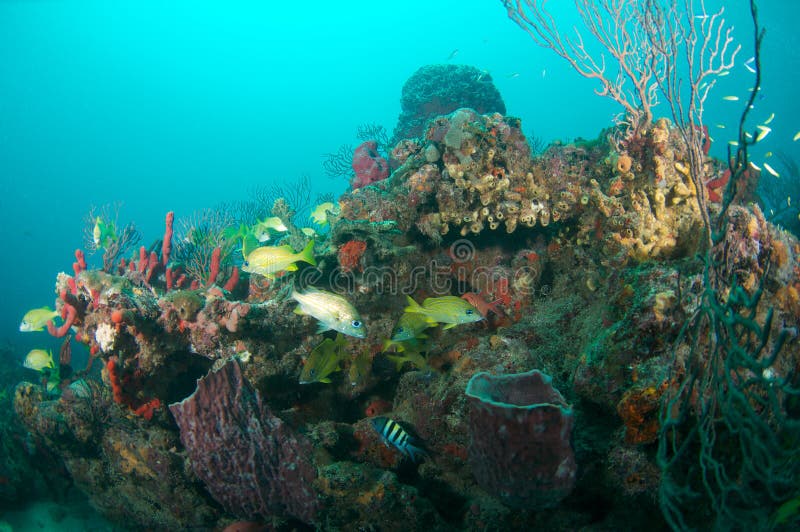 Coral Outcropping stock photo. Image of fish, swim, atlantic - 26138266