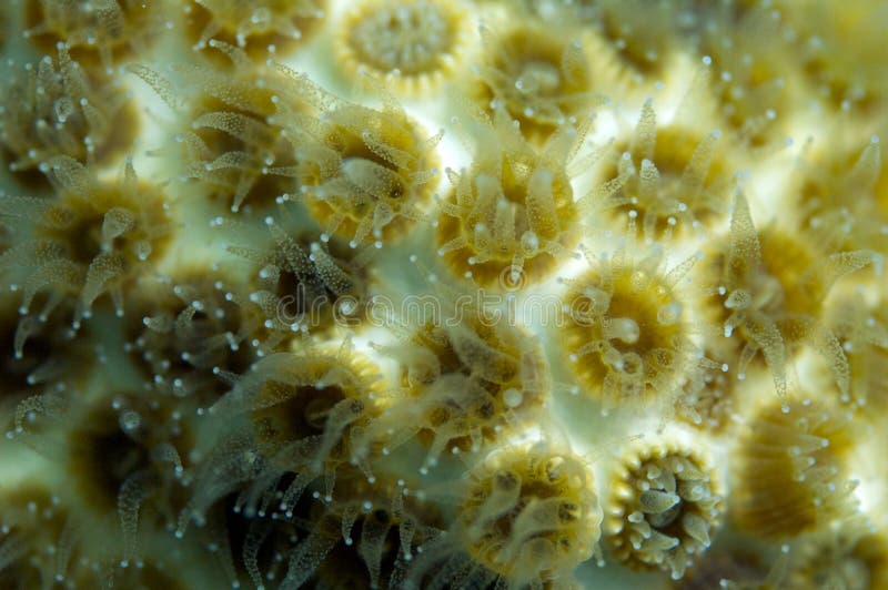 Coral Outcropping stock image. Image of pacific, swim - 26533099