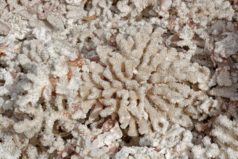 Close Up Dried Up Coral Reef Stock Photos - Free & Royalty-Free Stock ...