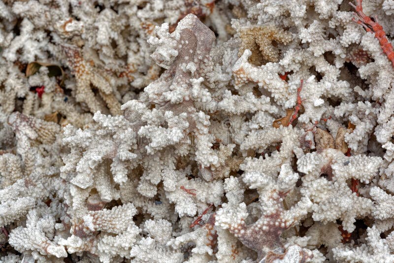 Close Up Dried Up Coral Reef Stock Photos - Free & Royalty-Free Stock ...