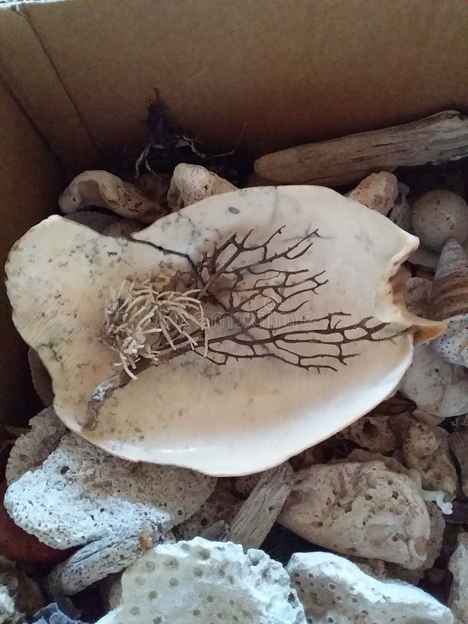 Coral piece on Shell stock image. Image of shell, coral - 165777553