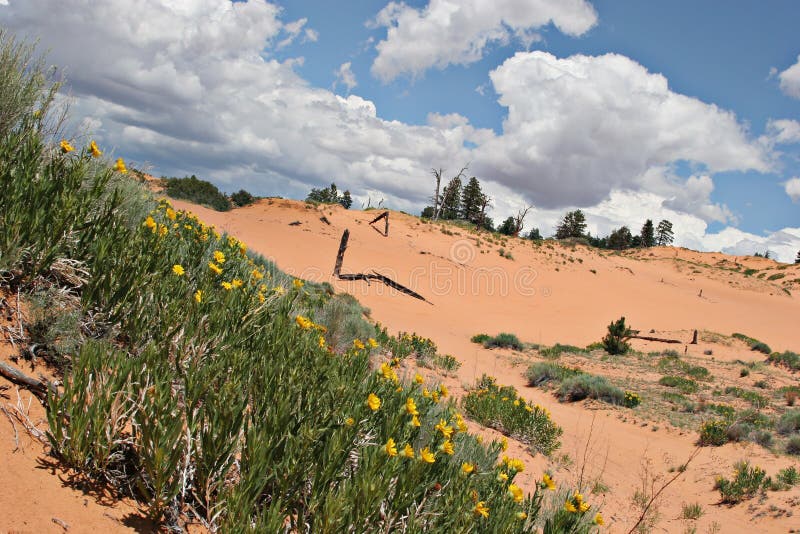 Coral Pink Sand Dunes Picture. Image: 1262111