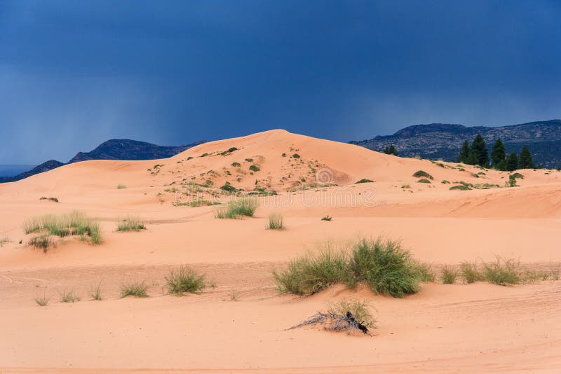 Coral Pink Sand Dunes State Park in Utah at Sunset Stock Image - Image ...