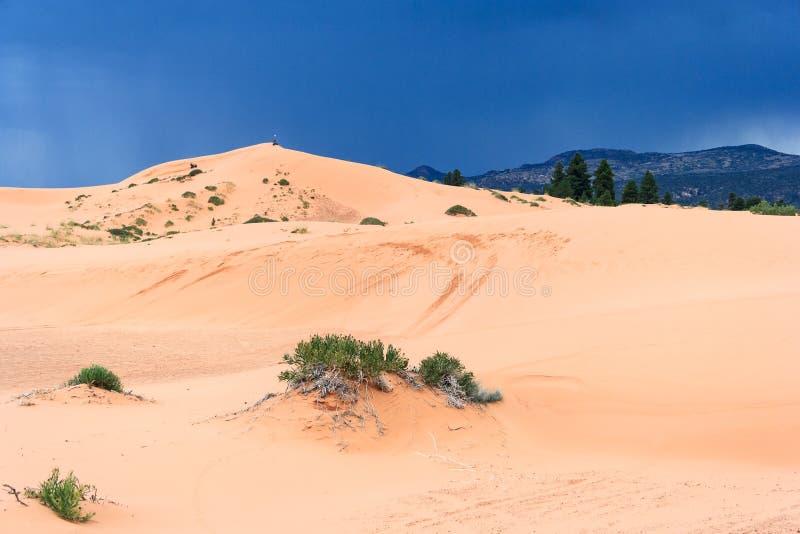 Coral Pink Sand Dunes State Park in Utah at Sunset Stock Photo - Image ...