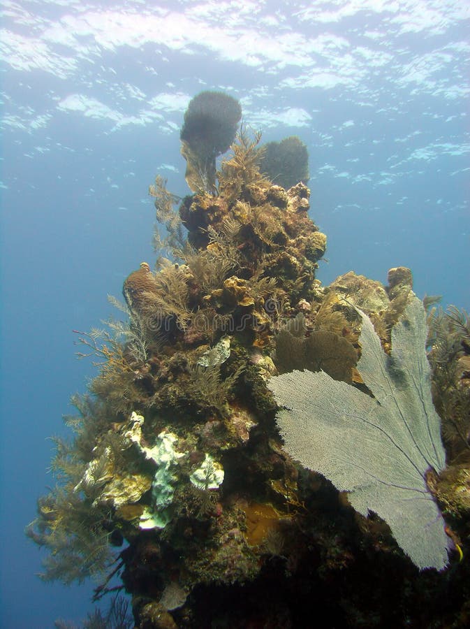 Coral pinnacle stock image. Image of deep, beauty, beautiful - 12464841