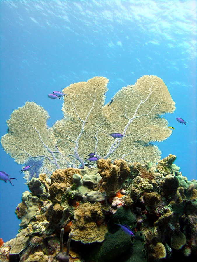 Coral pinnacle stock photo. Image of fans, life, pinnacle - 13000808