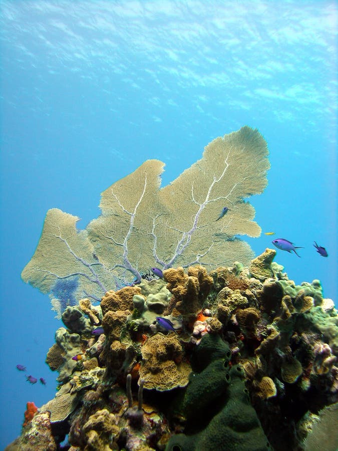 Coral pinnacle stock image. Image of diver, water, colour - 13000815