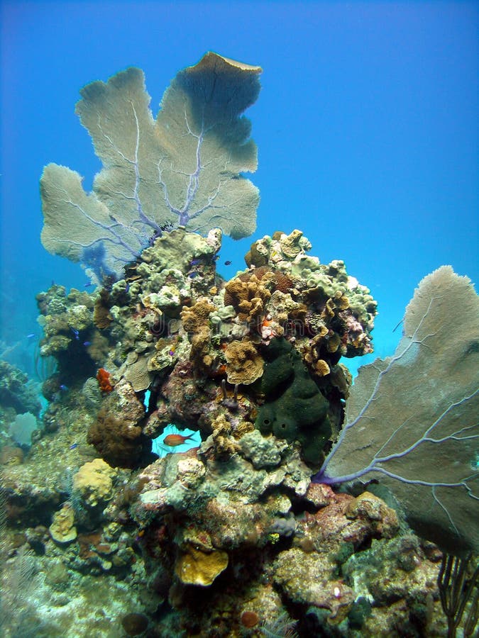 Coral pinnacle stock image. Image of diving, underwater - 13000827