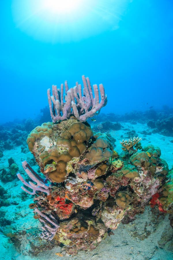 Coral Pinnacle with Sunburst Stock Image - Image of hard, deep: 43109601
