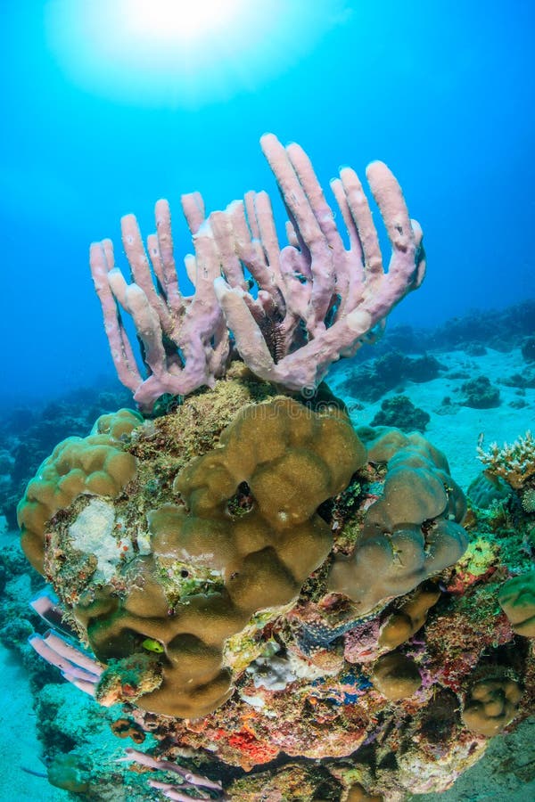 Coral Pinnacle Sunburst Stock Photos - Free & Royalty-Free Stock Photos ...