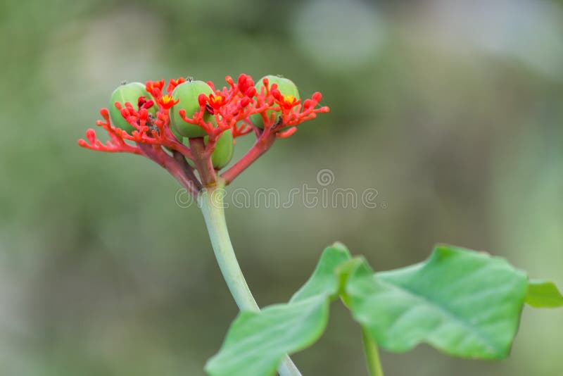 Coral plant stock photo. Image of physic, coral, leaves - 66466044