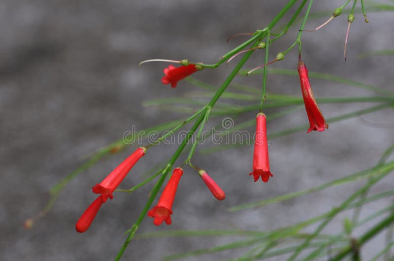 Coral Plant Tiny Flowers with Red Color Stock Photo - Image of leaf ...