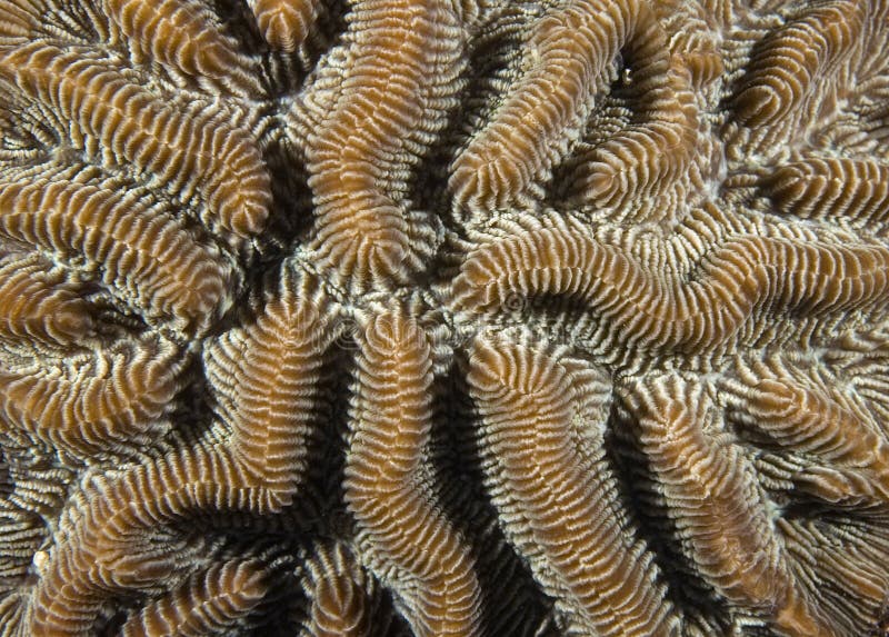 Coral Polyps stock photo. Image of pattern, reef, giant - 7447782