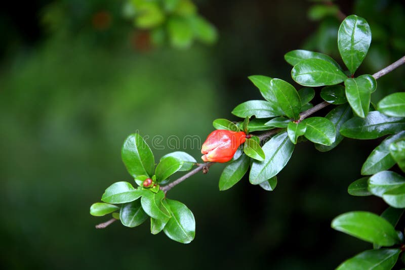 Coral Red Bud, on the Twig with the New Green Leaves Stock Photo ...