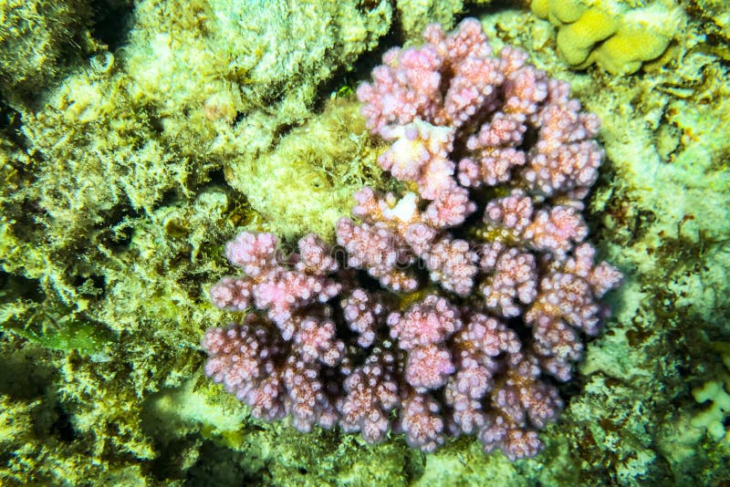 Coral in the Red Sea in the Shape of a Heart Stock Image - Image of ...