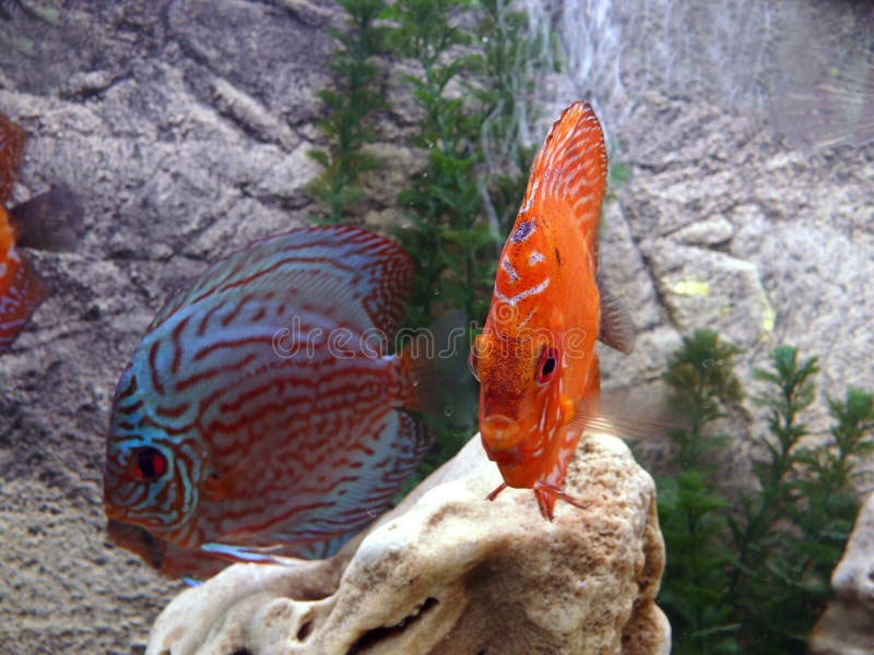 Coral red tropical fish stock photo. Image of tropical - 2389396