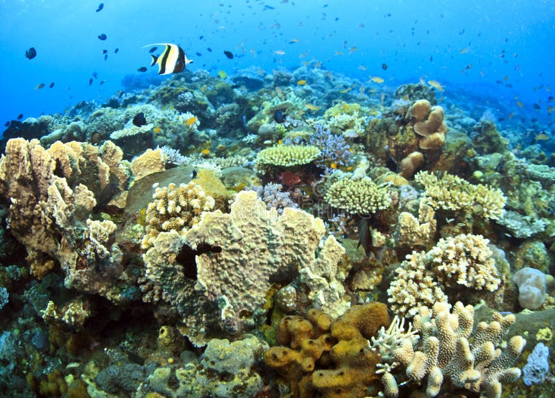 Coral reef stock image. Image of nature, living, colorful - 11820605