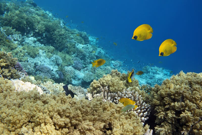 Coral reef stock image. Image of blue, yellow, depth - 12716619