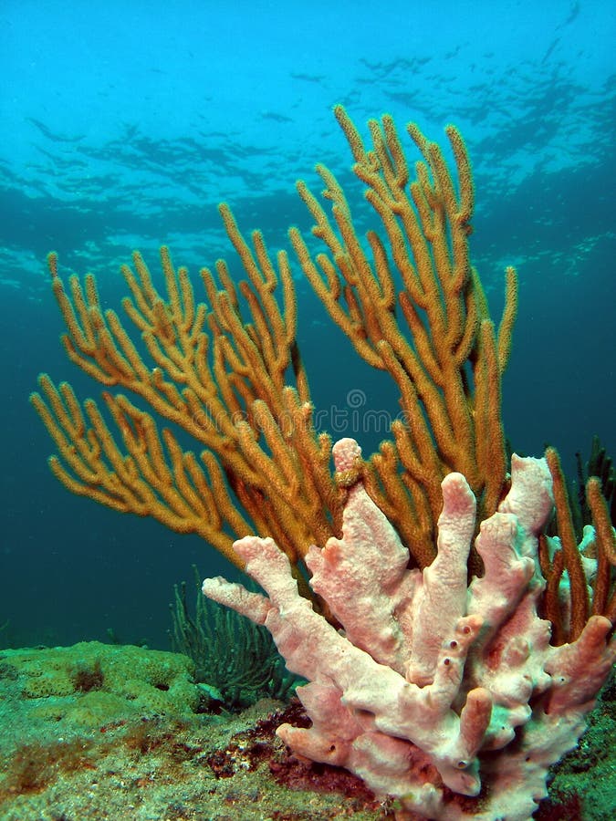 Coral reef at 15 feet stock image. Image of digital, ocean - 5662679