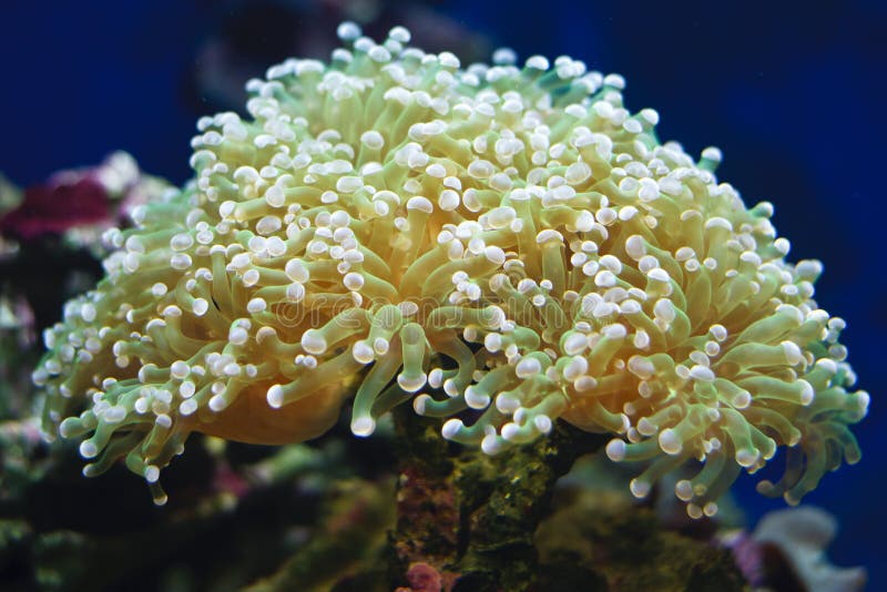 Coral polyps stock photo. Image of diving, polyps, plants - 11159976