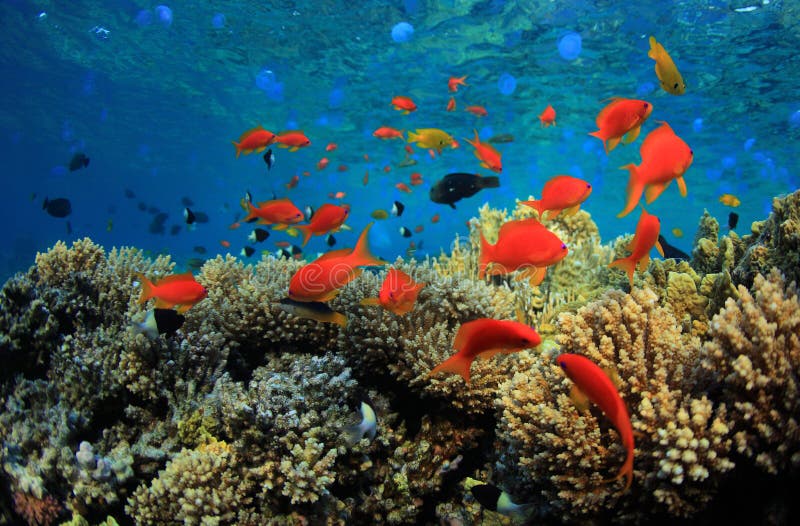 Coral reef stock image. Image of activity, reef, africa - 20610659