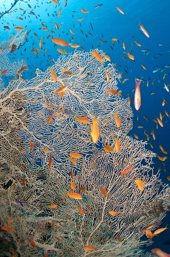 Anthea Fish on Soft Coral Reef Stock Photo - Image of marine, anthea ...