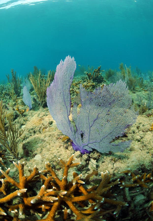 Purple Sea Fan on a Coral Reef in the Ocean Stock Photo - Image of wild ...