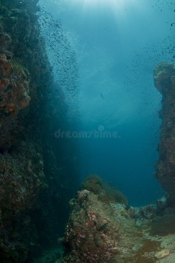 Coral Reef stock image. Image of molluscs, shell, reef - 27860795