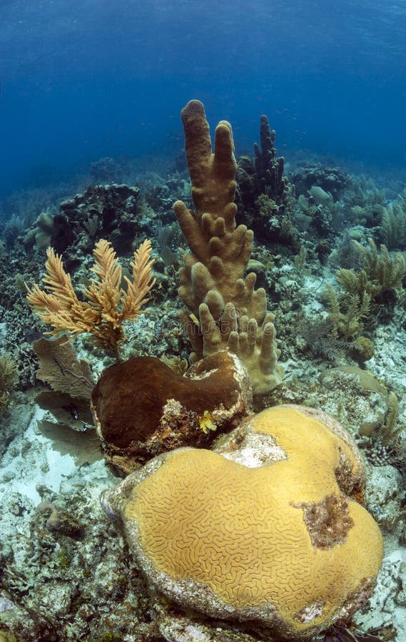 Pillar coral stock photo. Image of nature, colorful, coral - 17425426