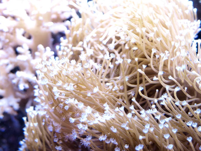 1,370 Coral Reef Aquariums Stock Photos - Free & Royalty-Free Stock ...