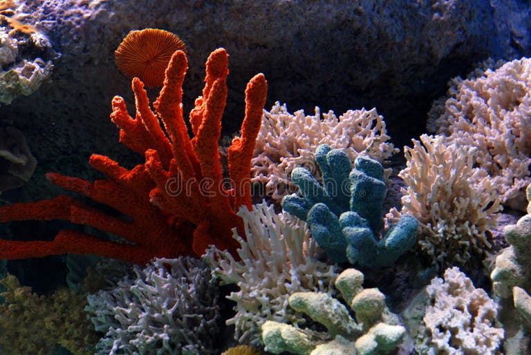 316,629 Coral Reef Dti Stock Photos - Free & Royalty-Free Stock Photos ...