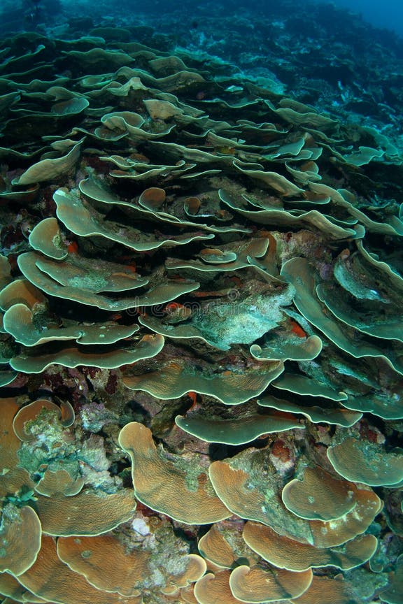 Coral Reef stock photo. Image of reef, protection, swim - 4283668