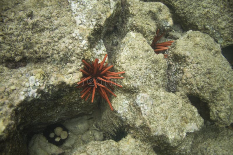 Coral Reef stock image. Image of reef, coral, diving, echinoderm - 7588305