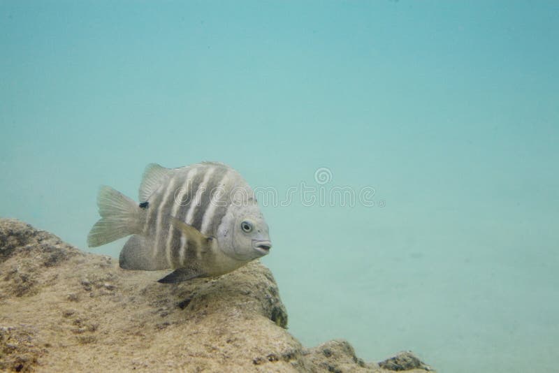 Kupipi Stock Photos - Free & Royalty-Free Stock Photos from Dreamstime