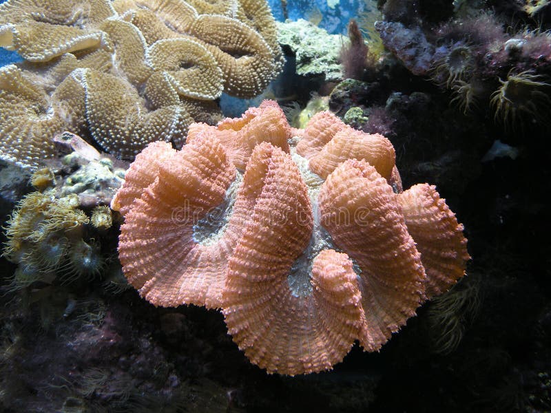 Coral Reef stock image. Image of tropical, ocean, pink - 9772223