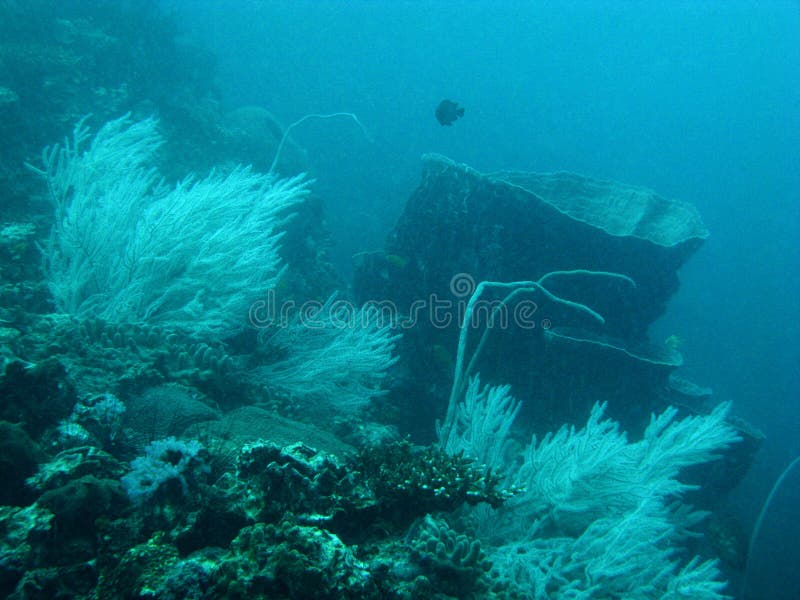 Coral Reef in the Andaman Sea. Stock Photo - Image of sport, andaman ...